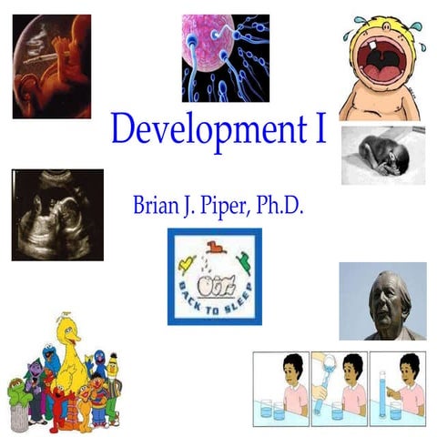 Introductory Psychology: Development I (Prenatal & Child) | PPTX