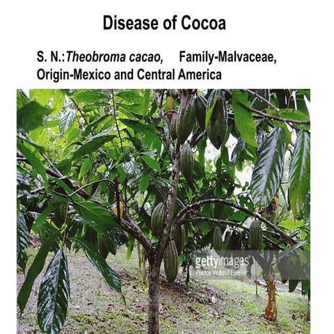 23. Cocoa-business knowledge for beginners | PPT