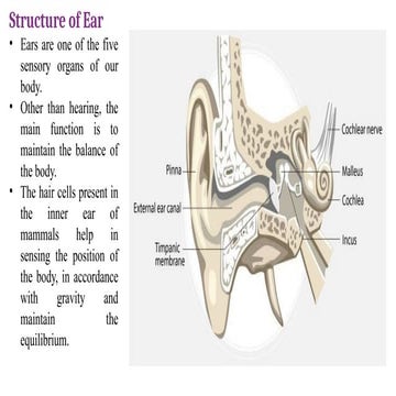 Anatomy and physiology of ear | PPT