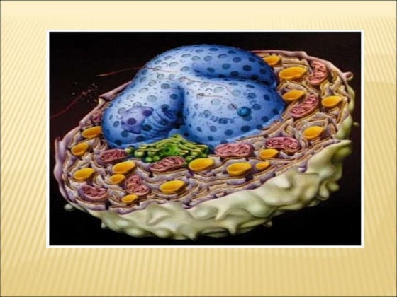 Bacterial cytology cell inclusions | PPT