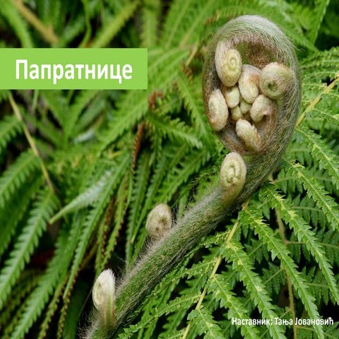 Papratnice | PPTX