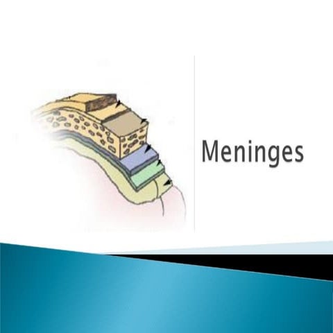 Meninges | PPT