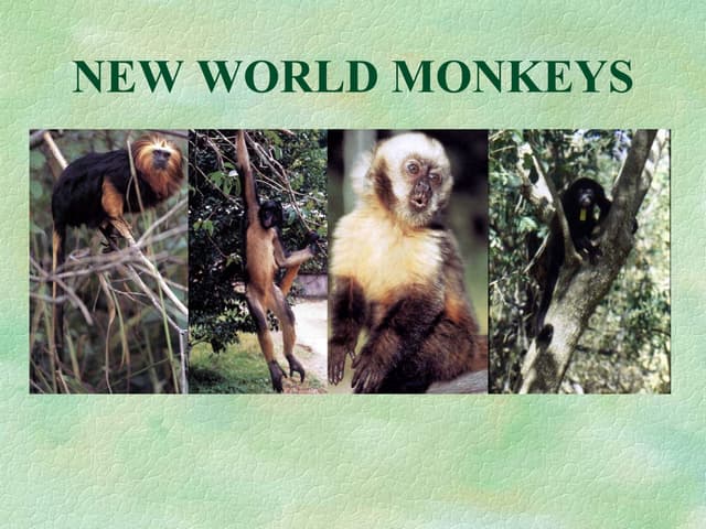 Primate social organization | PPT