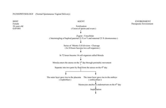 Normal Spontaneous Vaginal Delivery | DOC | Pregnancy | Reproductive Health