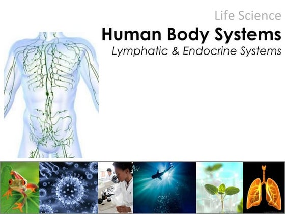 Endocrine and Lymphatic System | PPTX
