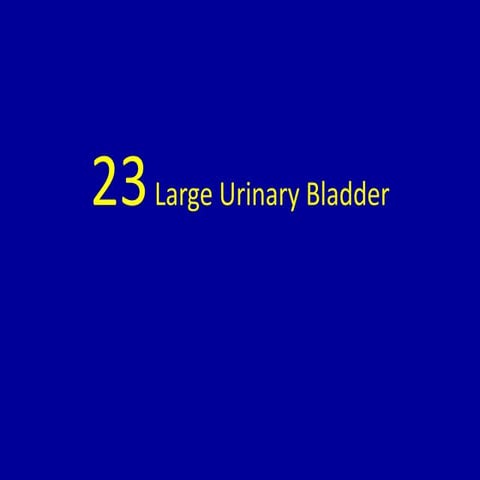 23 large urinary bladder | PPTX