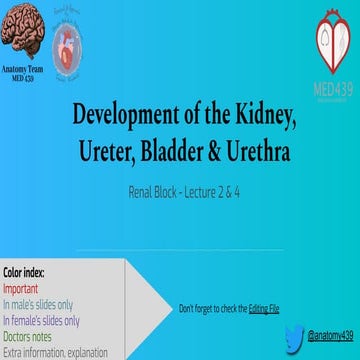 2 & 4- Development of the kidney, ureter, bladder & urethra.pdf