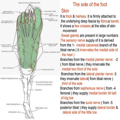 24-sole lk;lkll drthbvd jjvjjl;l;;lkjkhbnm.ppt