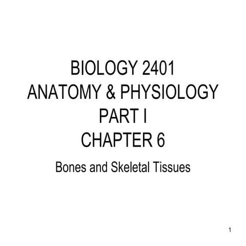 2401 lecture05 ch 6 bones and bone tissue for class and web | PPT
