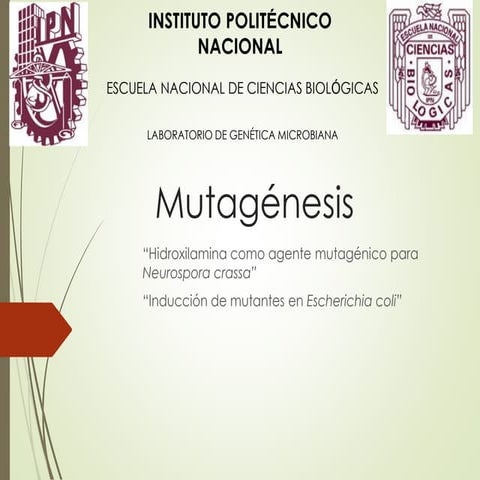 Mutagénesis “Hidroxilamina como agente mutagénico para Neurospora ...
