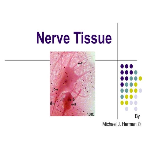 Histology of nervous system: a describe about nervous | PPT