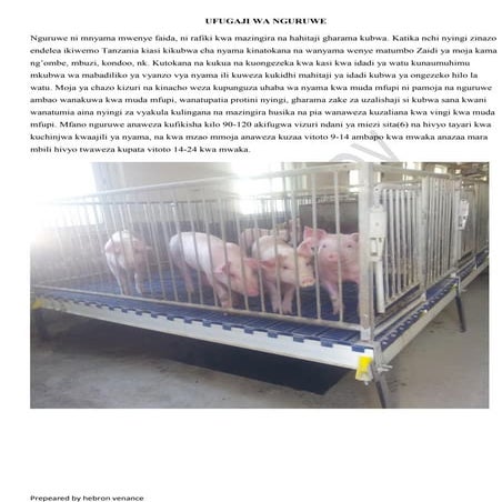 Nguruwe ni mnyama mwenye faida | PDF