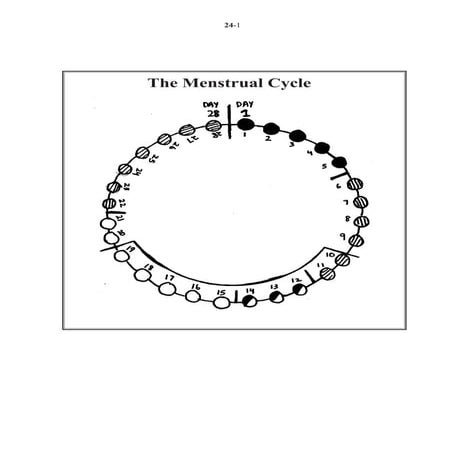 24 menstrual cycle | PDF