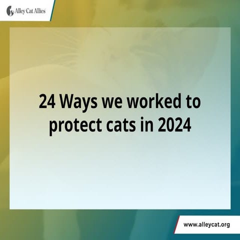 24 Ways We Worked to Protect Cats in 2024 | PPTX