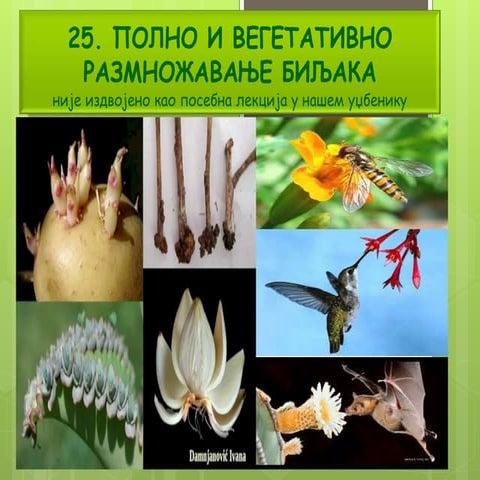 List - biljni organi, dijelovi biljke.pptx