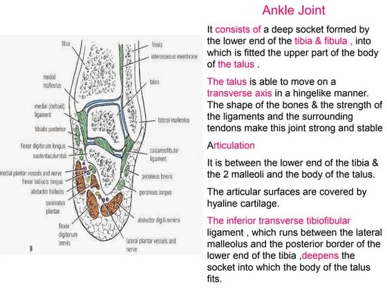 Ankle joint Anatomy | PPTX