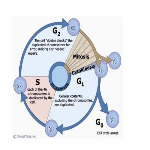 2.5 Cell division Mitosis | PPT