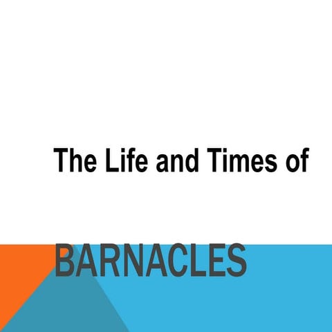 The_Life_and_Times_of_Barnacles[1] | PPTX
