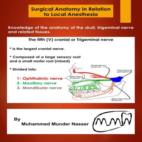 Surgical Anatomy in Relation to Local Anesthesia | PDF