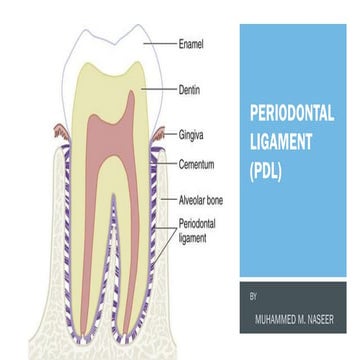 PERIODONTAL LIGAMENT (PDL) | PDF