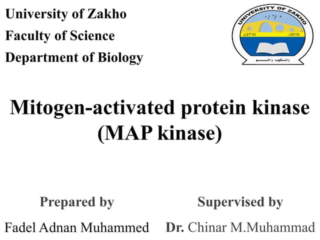 MAPK -Ras pathway | PPTX