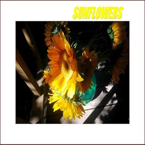 257 - SUNFLOWERS | PPS