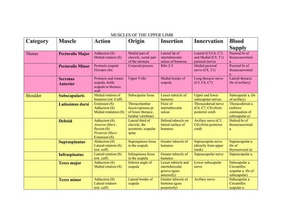 Muscles of the upper limb | PDF