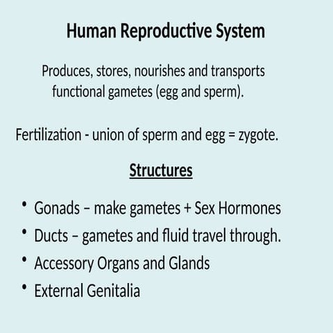 Male Reproductive Anatomy bsc nursing.pptx