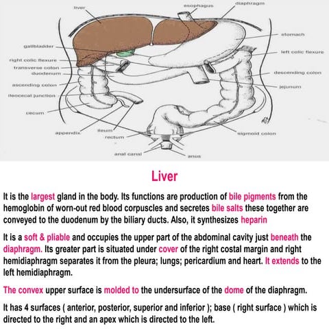 26-Liver& biliary.ppt1⅗a | PPT