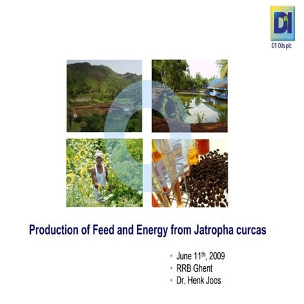 Production of Feed and Energy from Jatropha Curcas | PDF