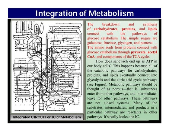 Intermediary metabolism of carbohydrate,protein and fat | PPTX