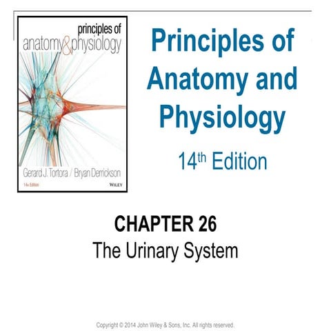 26 [chapter 26 the urinary system] | PPT | Endocrine and Metabolic Diseases | Diseases and ...