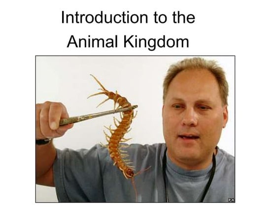 26 intro to the animal kingdom | PPT