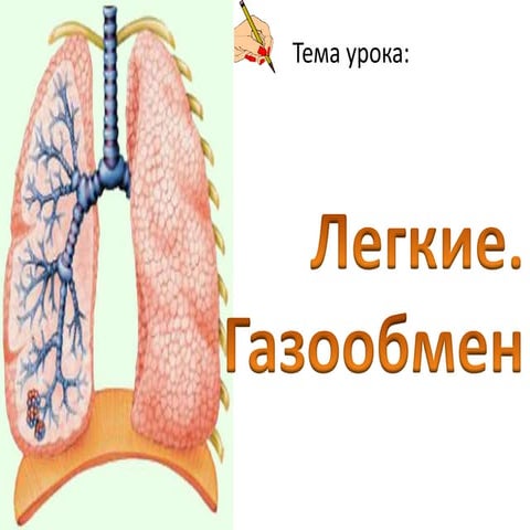 27. легкие | PPT