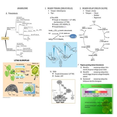 ANABOLISME | PDF