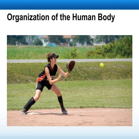 27.1 Organisation of the Human Body.ppt