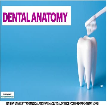Dental Anatomy | Lab 1 | PDF