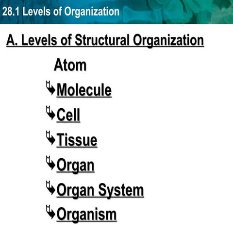 28 1 levels of organization Biology - IX (FAZAIA) | PPT