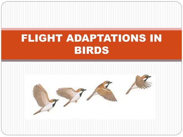 External features of birds | PPTX