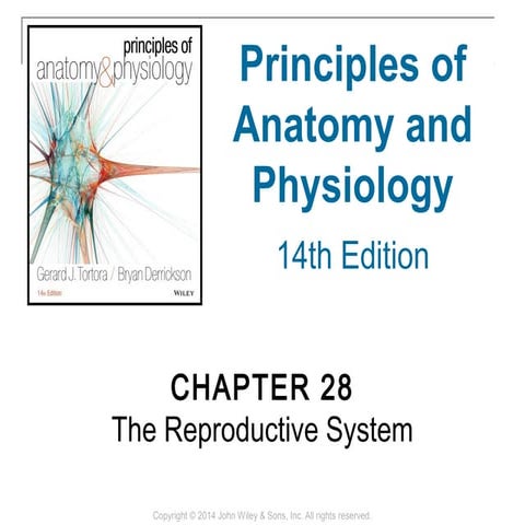 28 [chapter 28 the reproductive system] | PPT