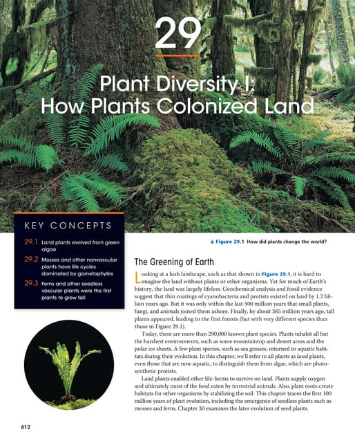 30 plant diversity ii-the evolution of seed plants | PDF