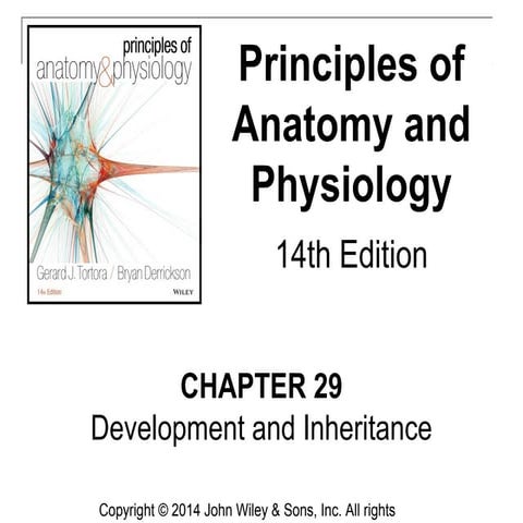 29 [chapter 29 development and inheritance] | PPT