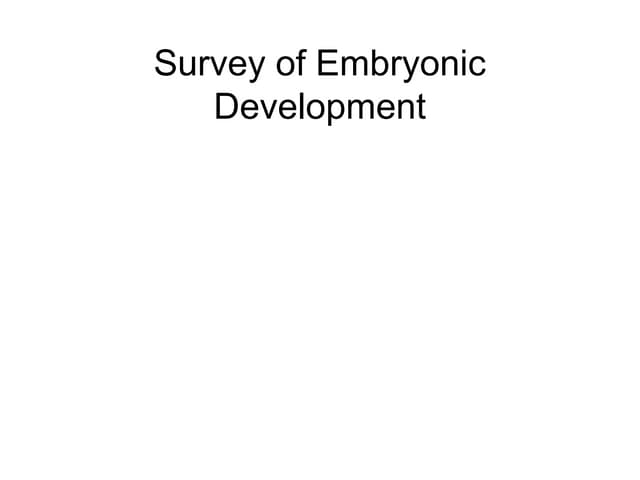 Human embryonic development | PPT