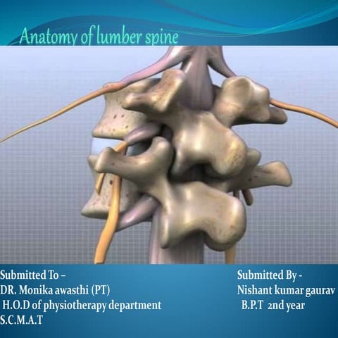 Lumbar Spine Anatomy Ppt