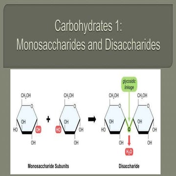 AS Biology- Carbohydrates 1 | PPTX