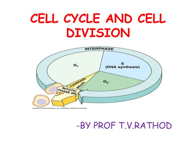 MITOSIS AND MEIOSIS (cell division) | PPTX