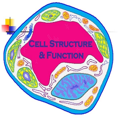 Comprehensive Overview of Cells: Structure, Function, and Types in ...