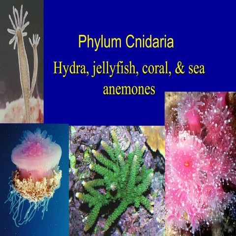 Cnidarians | PPS