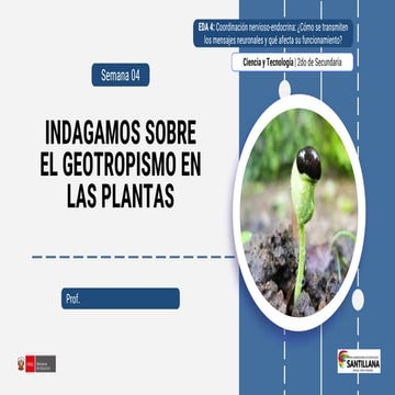 Geotropismo Ejemplos