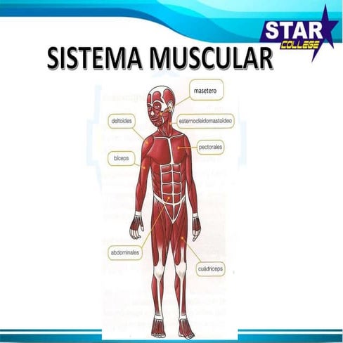 Hoja De Trabajo Sobre La Anatomía Del Sistema Muscular